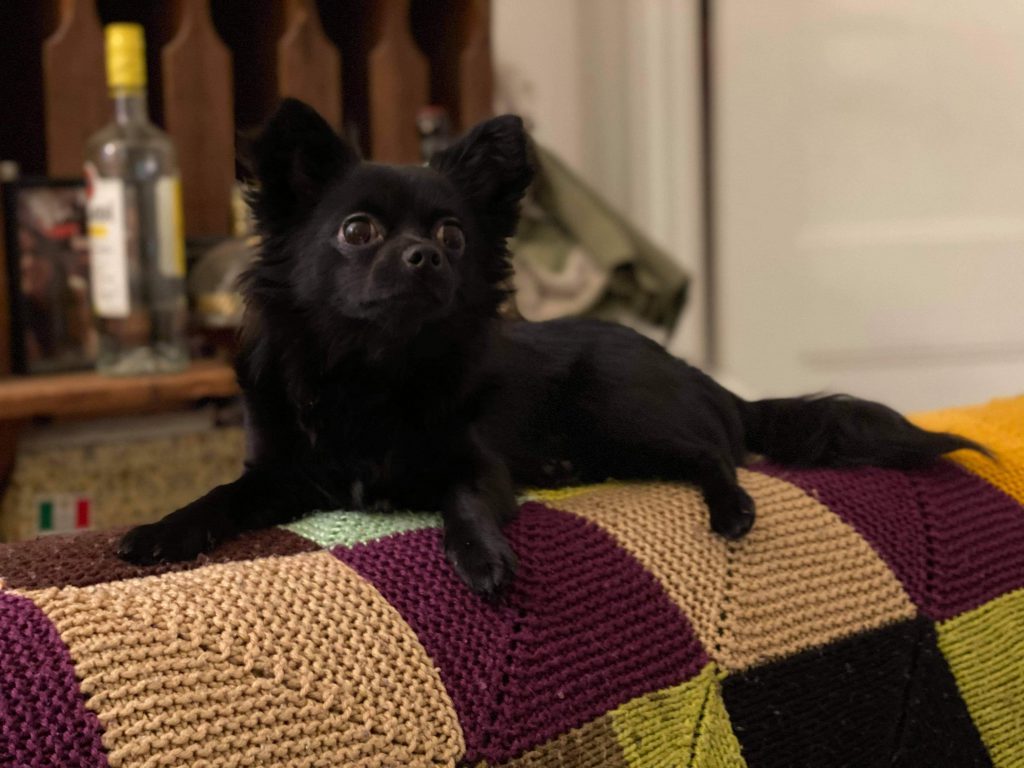 Animals Bring Routine to Hunter Students’ Lives – The Athenian